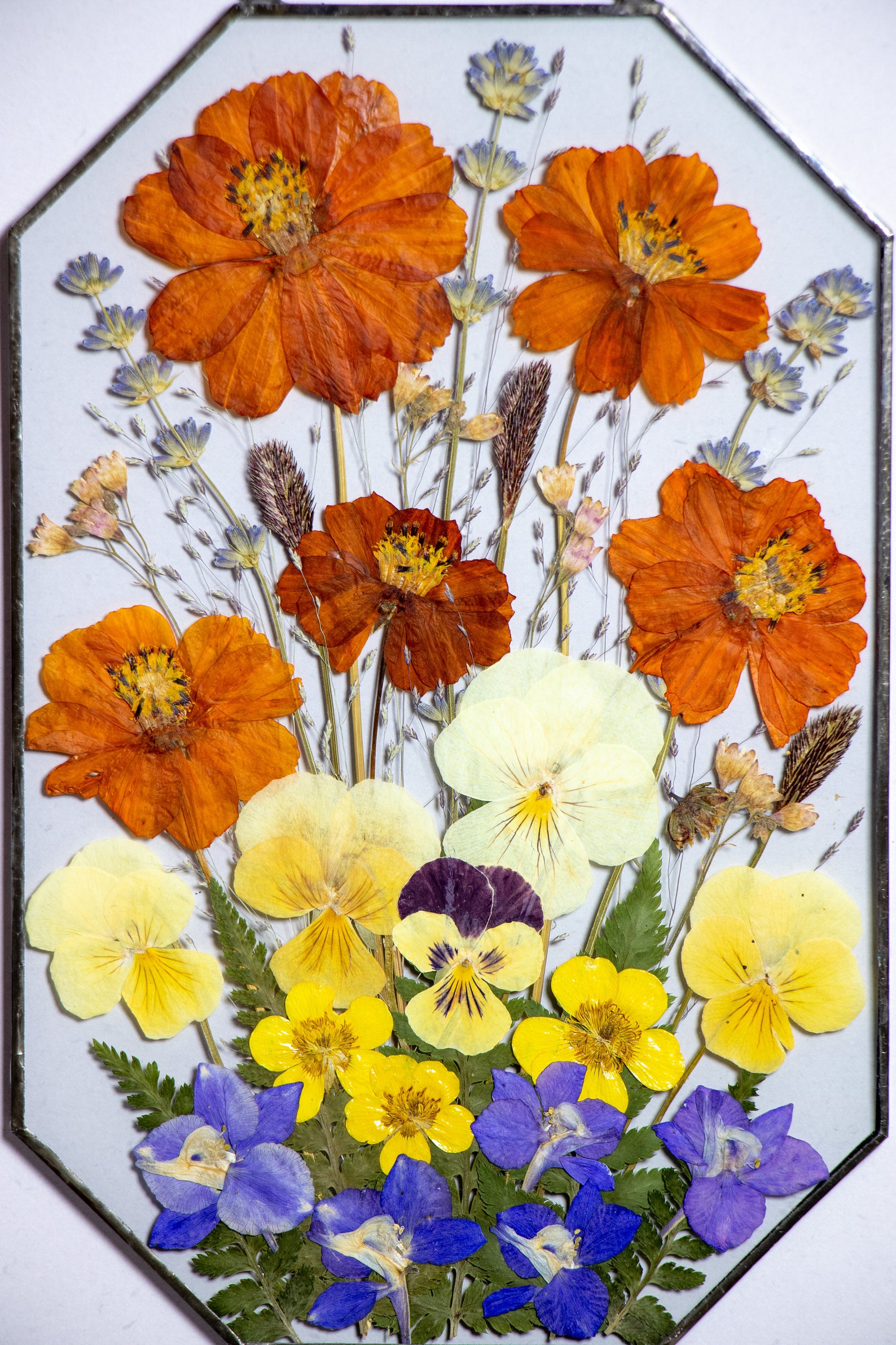 Pressed Flowers Framed Framed Pressed Flowers Real Pressed Blue ...