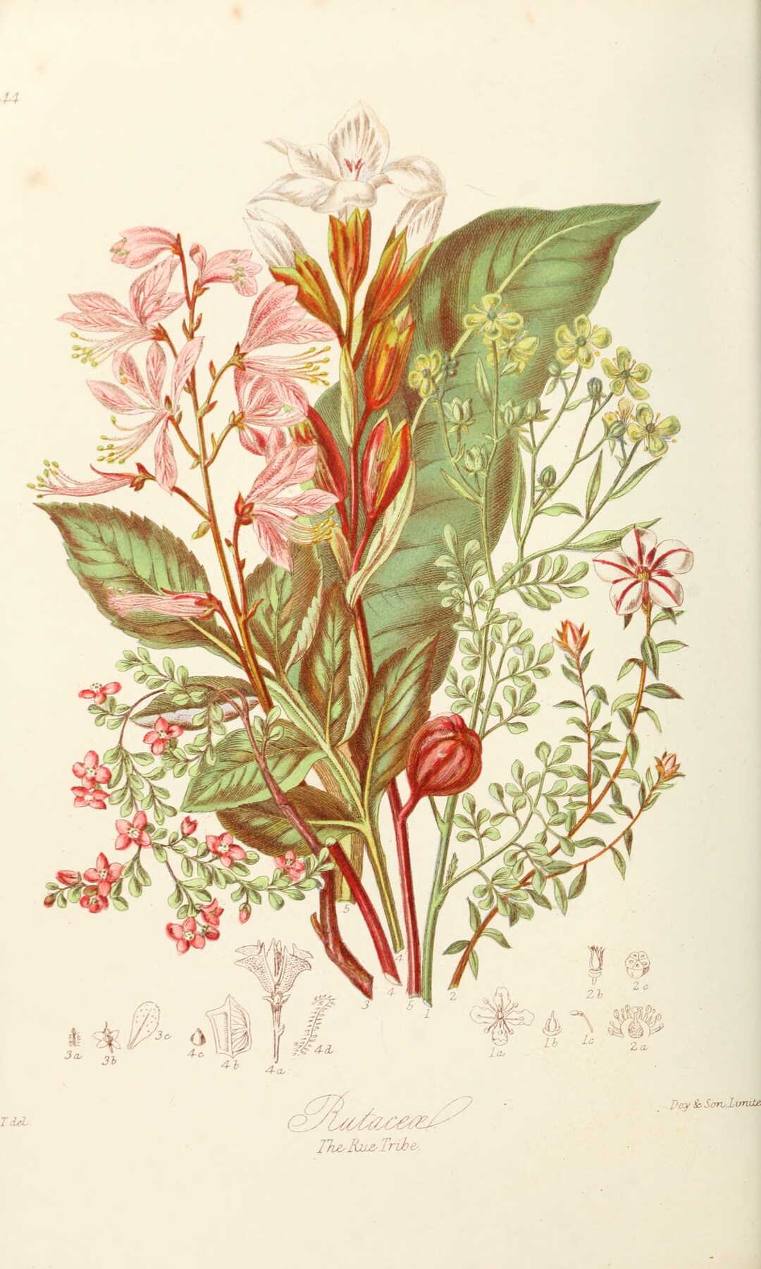 Wildflower Botanical Art, Vintage Flower Art, Botanical Illustration ...