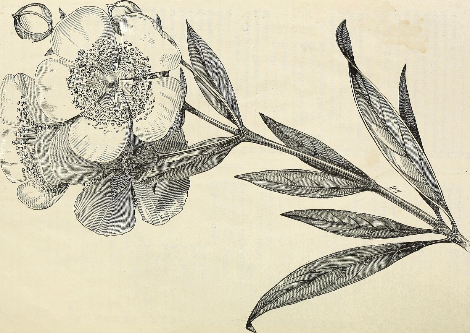 Botanical Print, Vintage Black and White Botanical Print, Flower ...