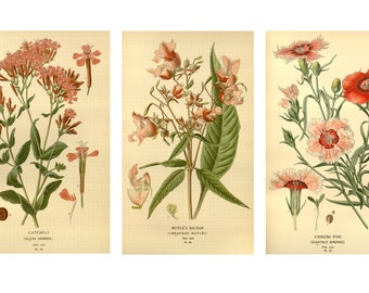 Wildflower Botanical Illustrations, Vintage Botanical Print, Wildflower ...