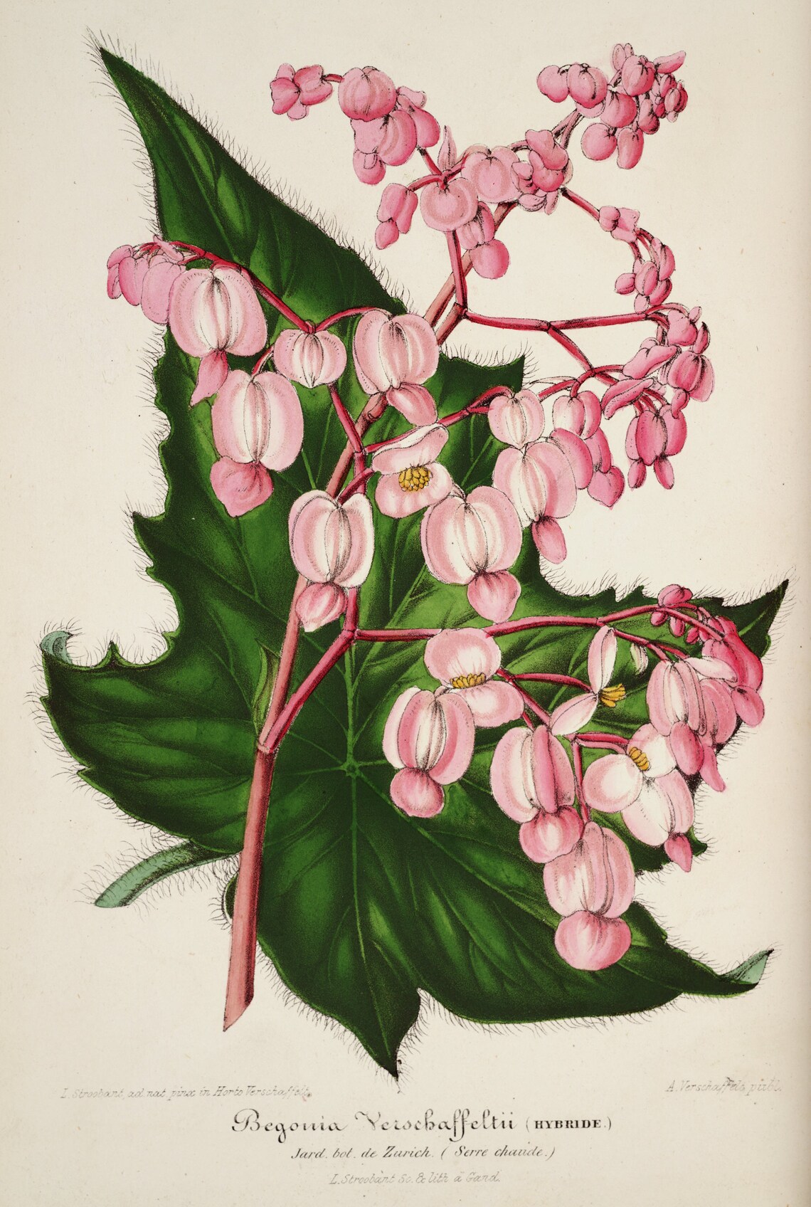 Botanical Illustrations, Vintage Plant Prints, Tropical Plant Print ...