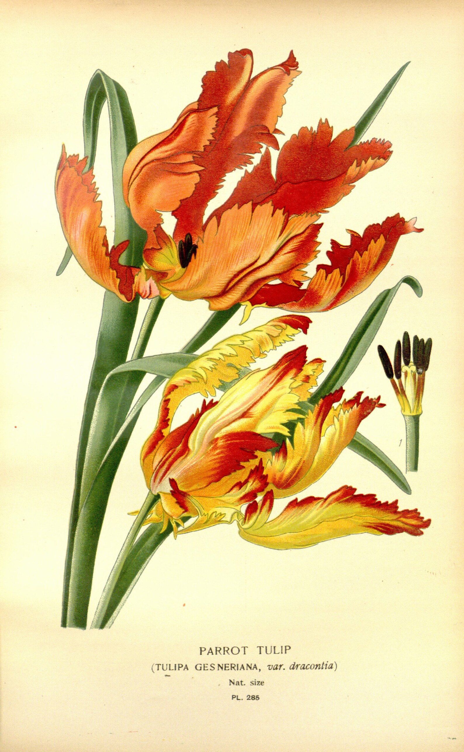 Botanical Illustration, Vintage Botanical Print, Tulip Print, Vintage ...