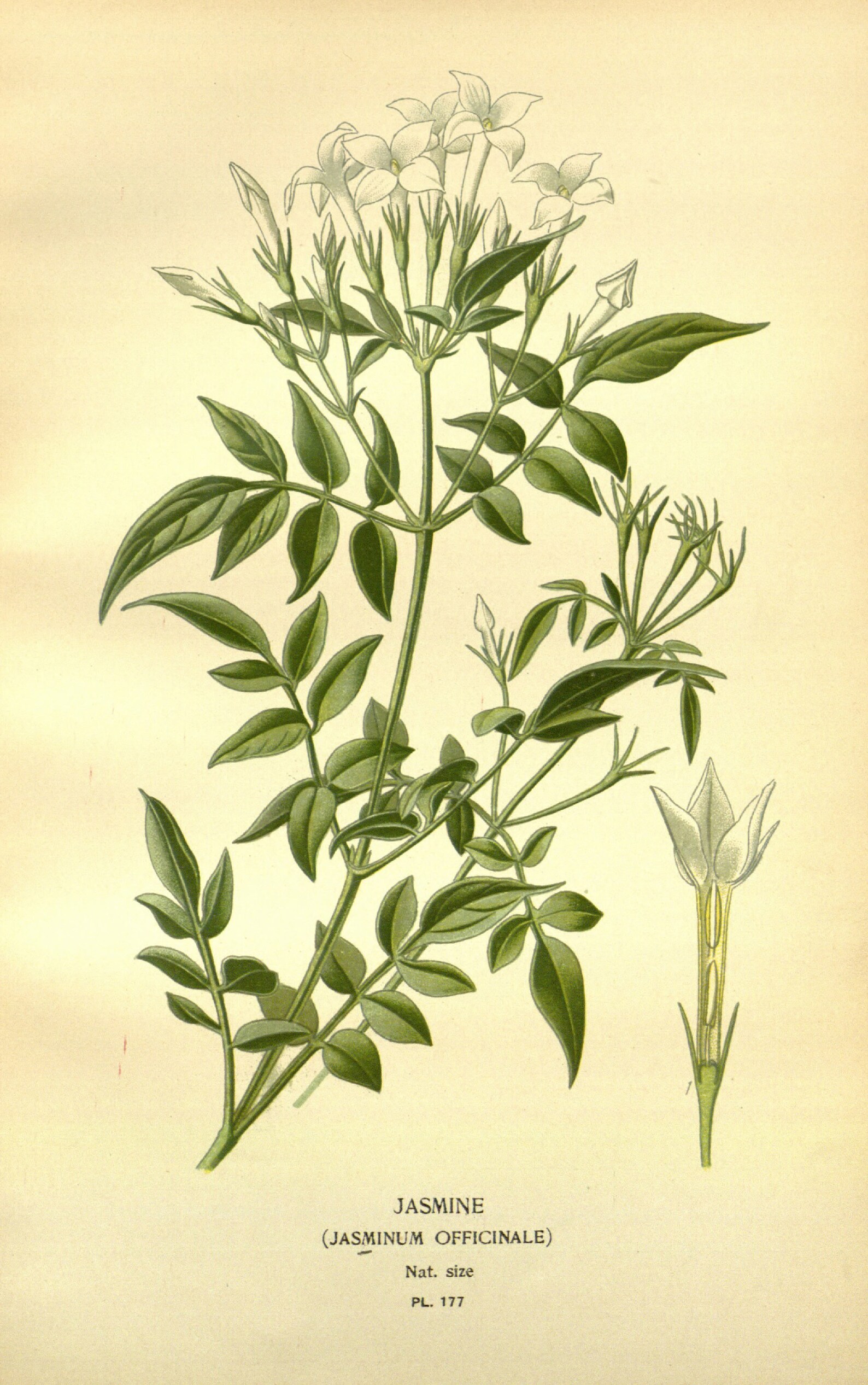 Botanical Print, Jasmine Print, Vintage Botanical Art, Tropical Plant ...