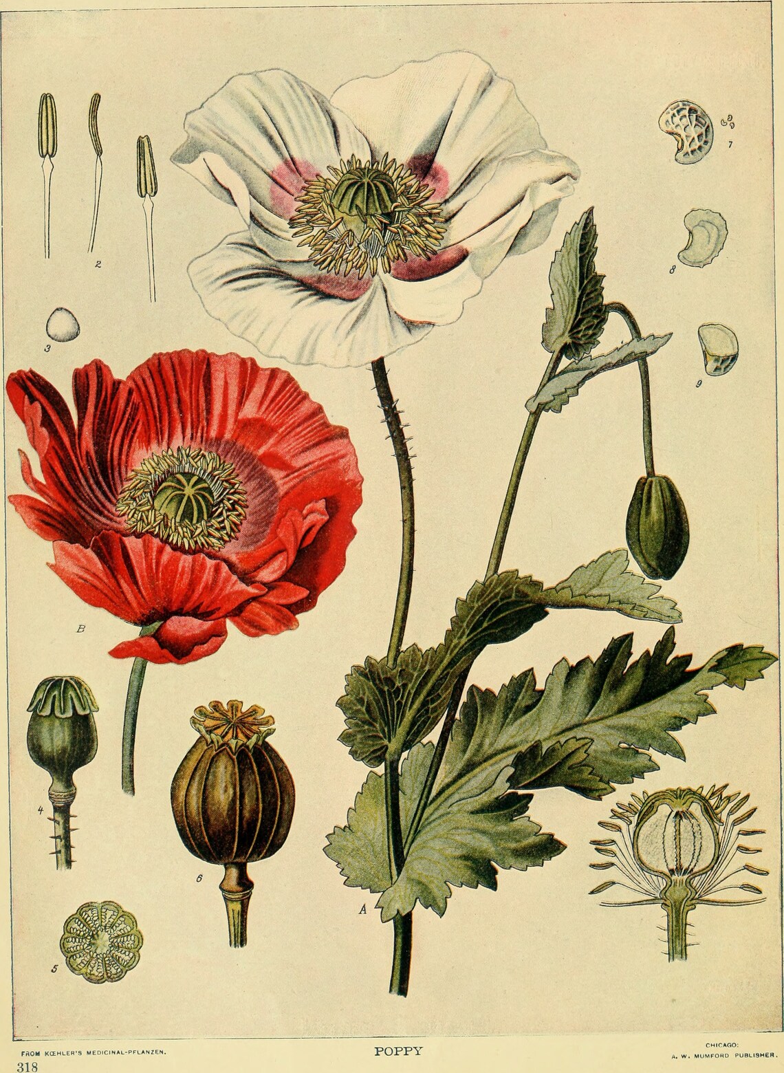 Poppy Botanical Print, Botanical Illustration, Vintage Botanical Prints ...