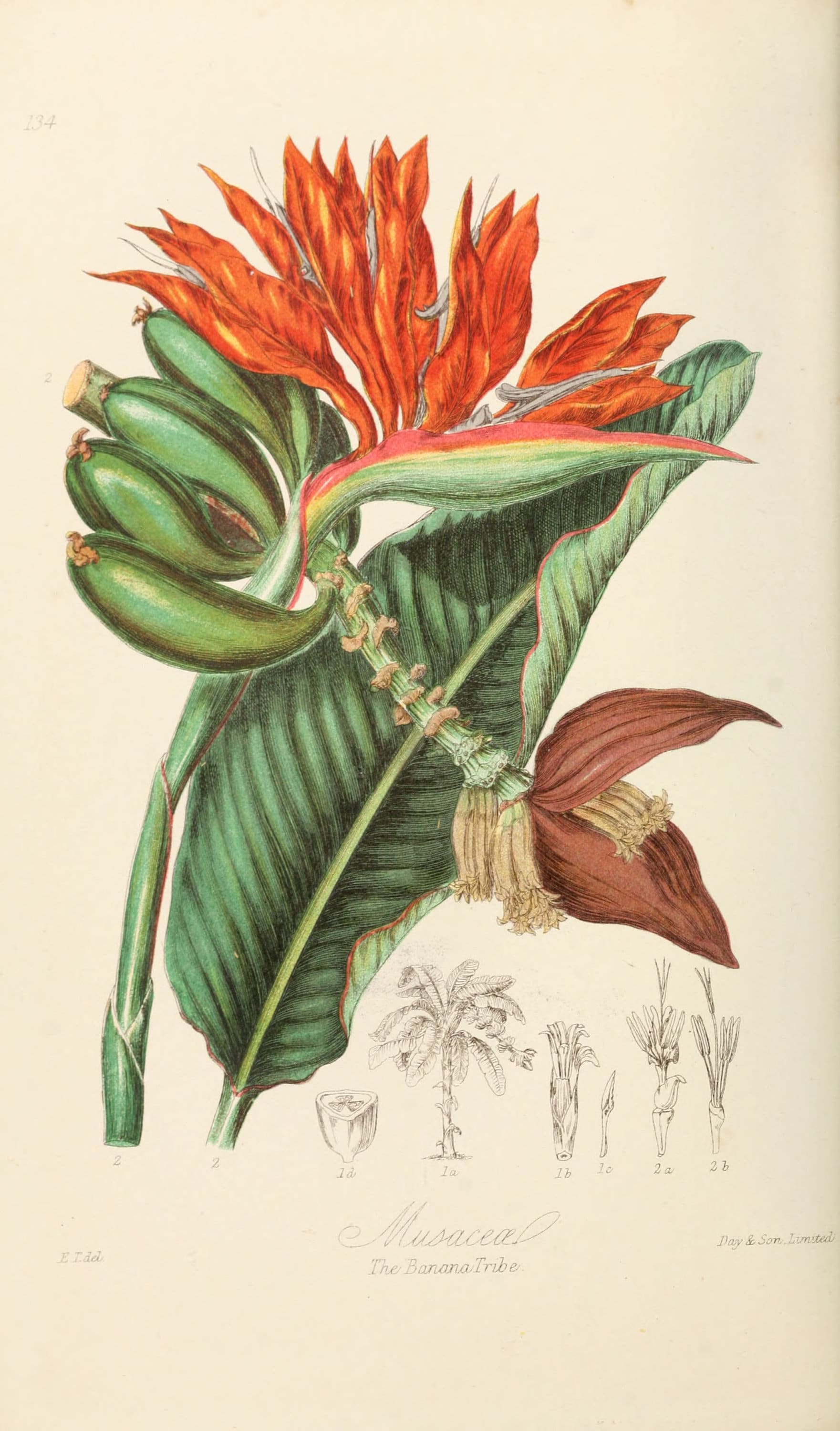 Tropical Botanical Art, Bird of Paradise Art, Tropical Botanical ...