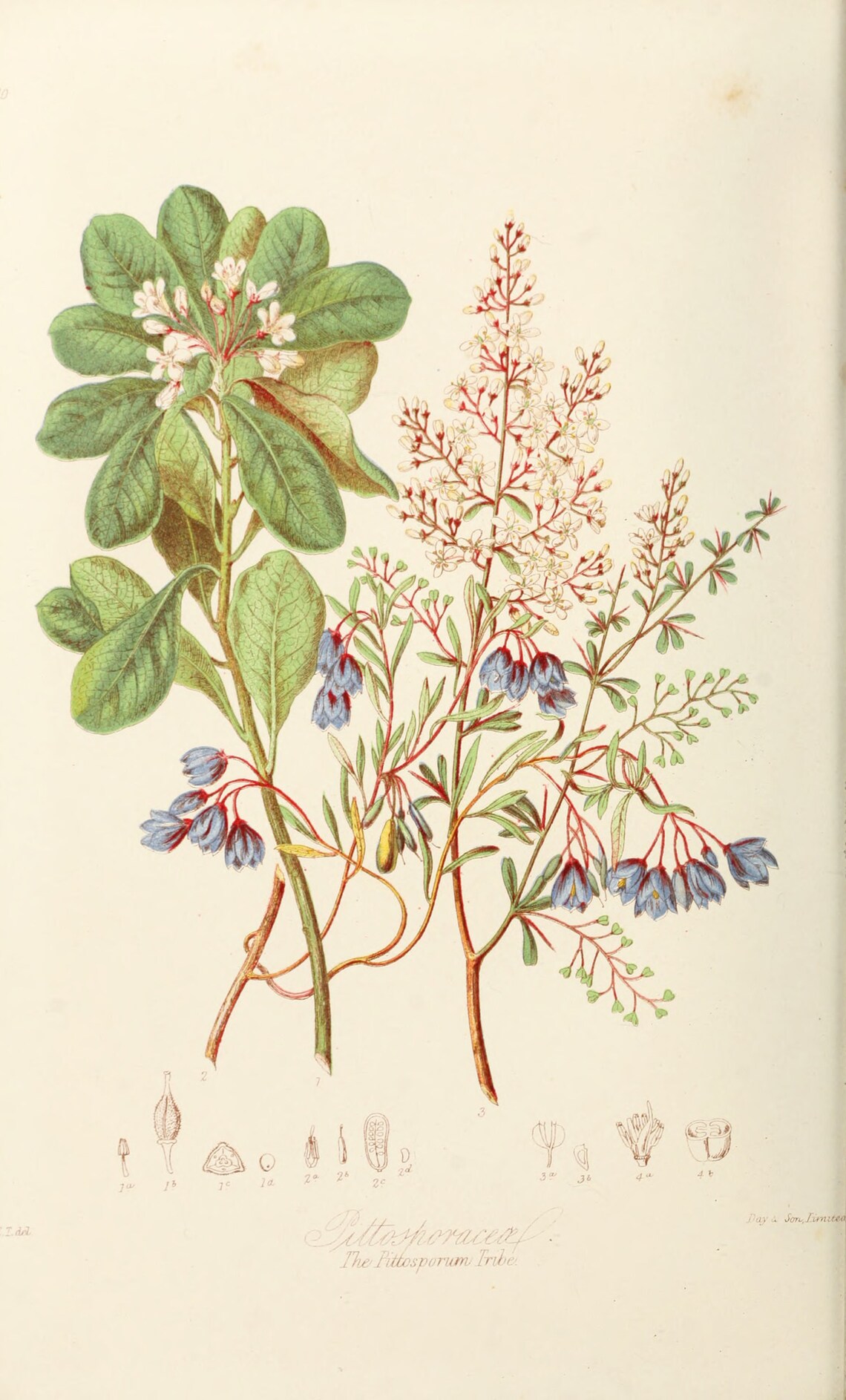 Wildflower Botanical Illustrations, Vintage Botanical Print, Wildflower ...