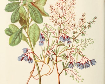 Wildflower Print, Vintage Art, Botanical Illustrations, Botanical Print ...