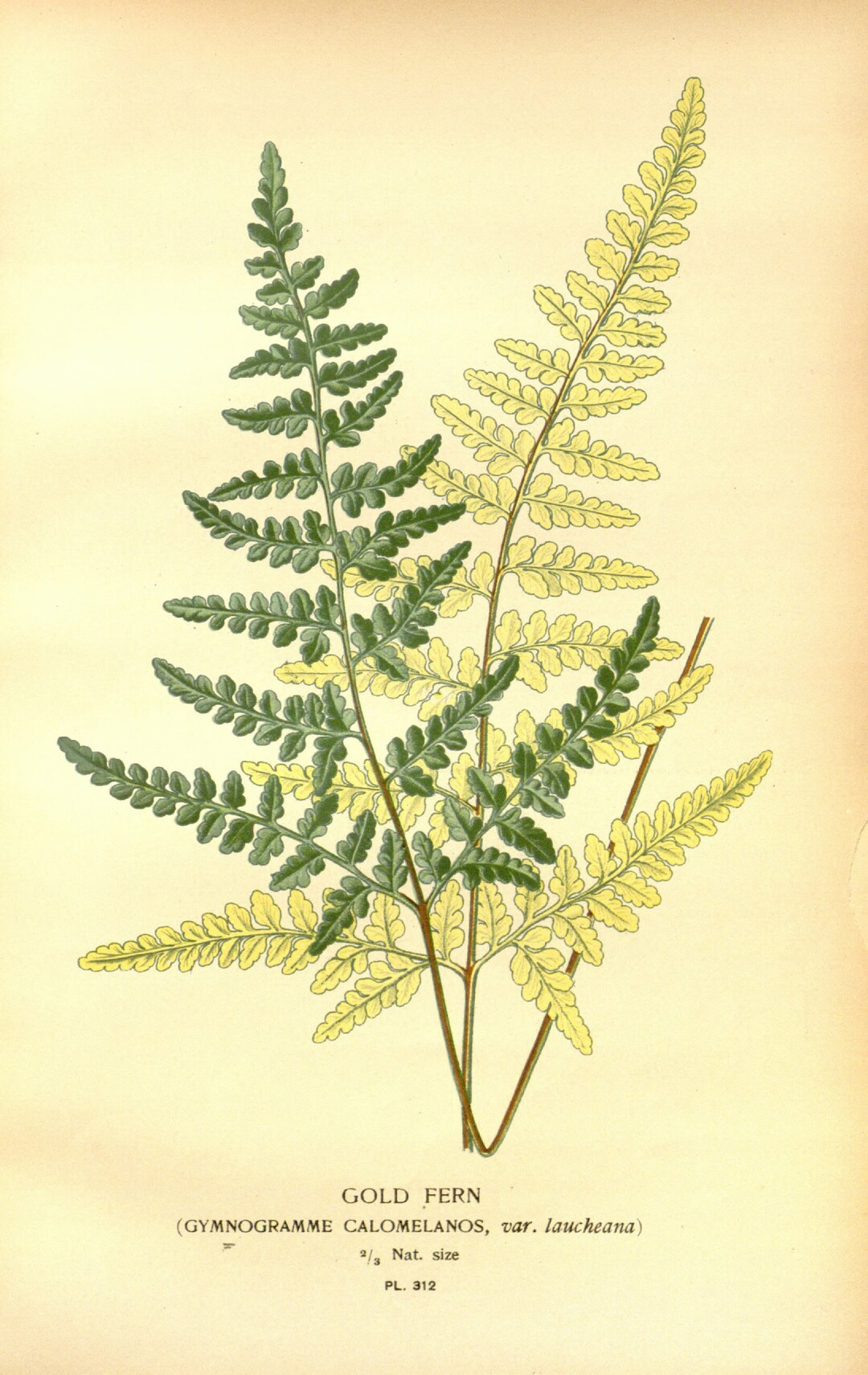 Fern Print, Fern Botanical Print, Vintage Lithography, Fern Wall Art ...