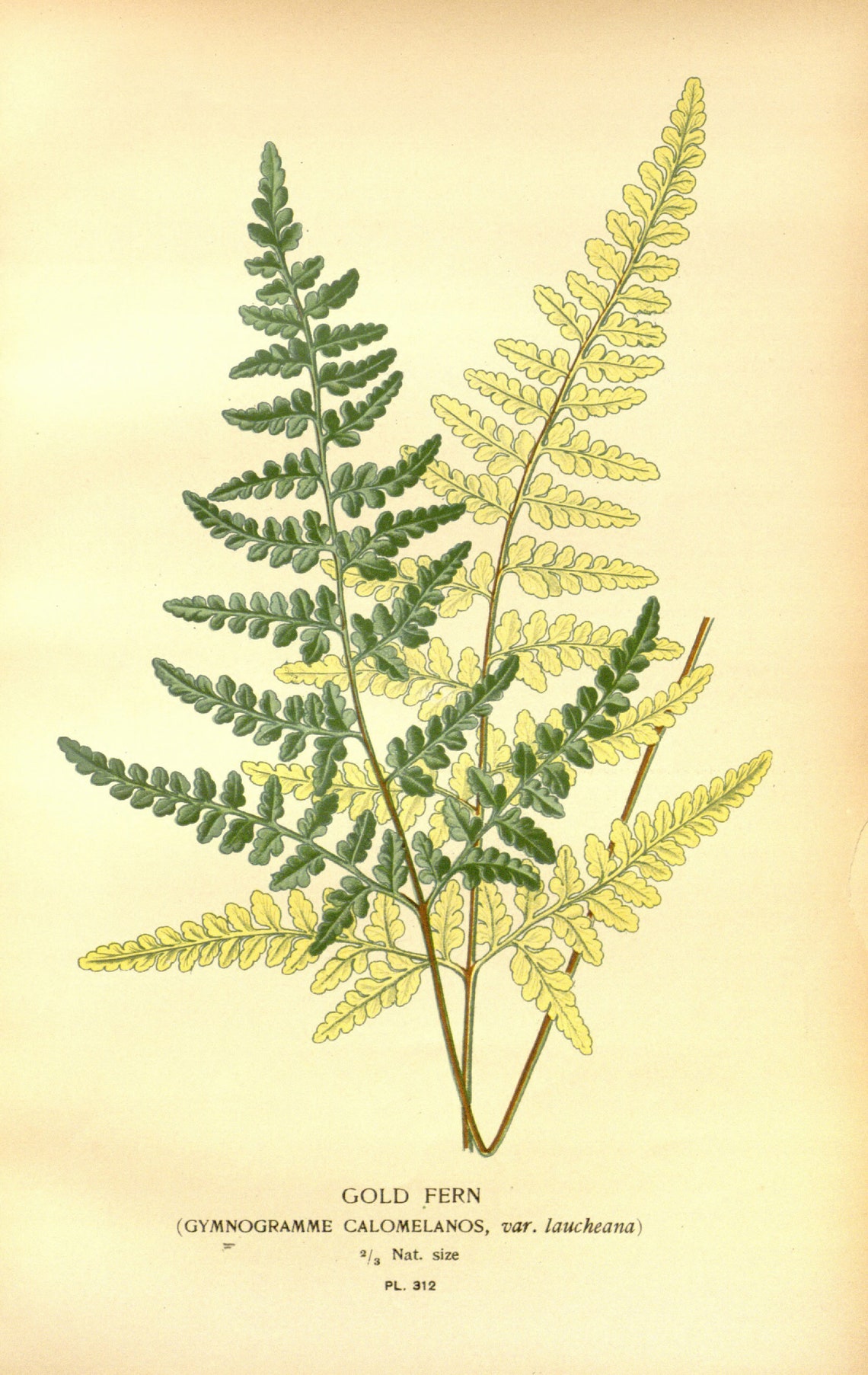 Fern Print, Fern Botanical Print, Vintage Lithography, Fern Wall Art ...