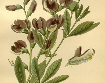 Wildflower Botanical Art, Vintage Flower Art, Botanical Illustration ...