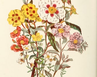 Wildflower Print, Vintage Art, Botanical Illustrations, Botanical Print ...