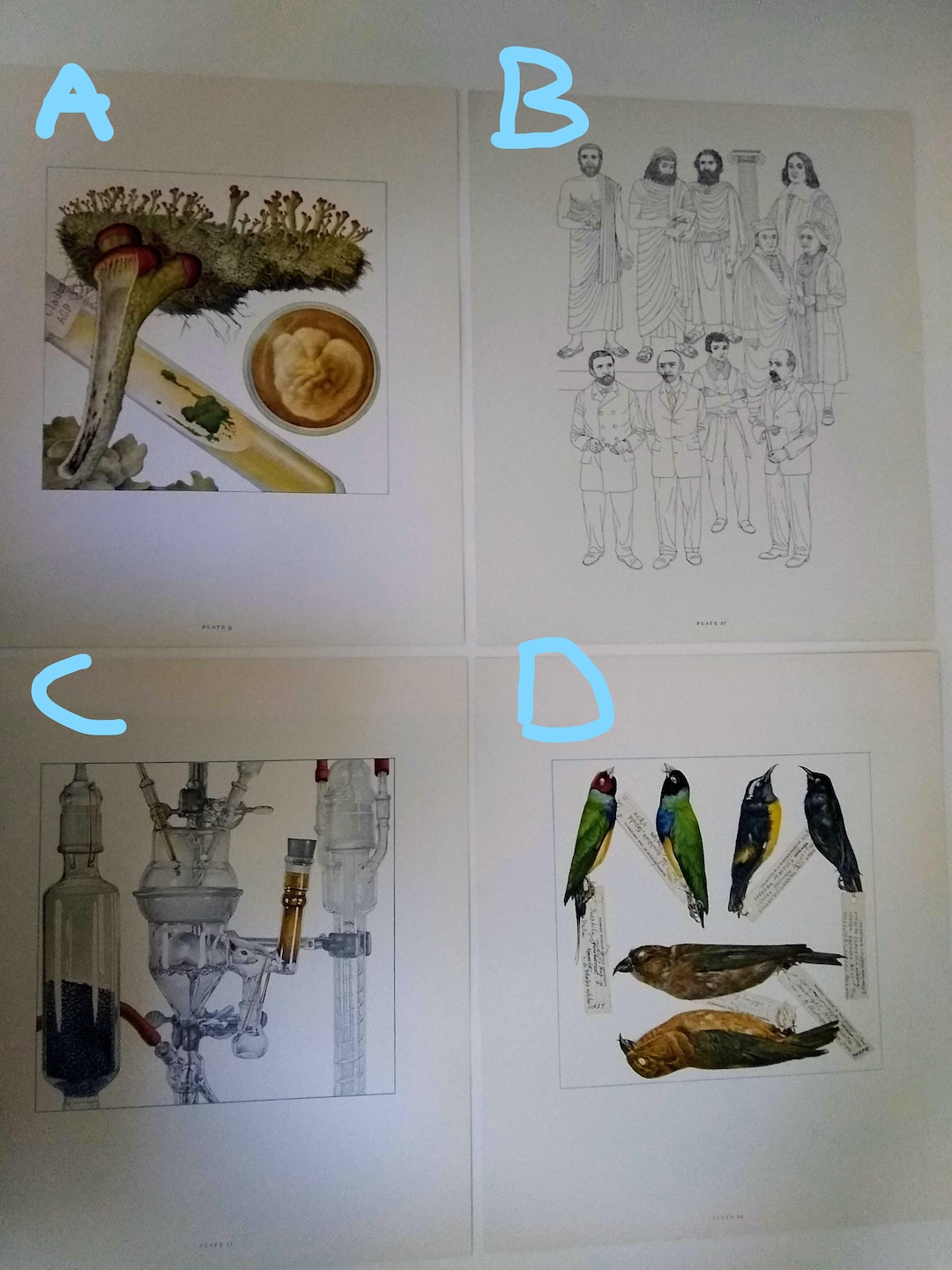 Vintage Art in Science Illustrations, SOLD SEPARATELY, Plates From ...
