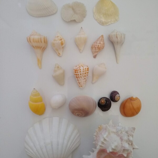 Periwinkle Shell - Etsy