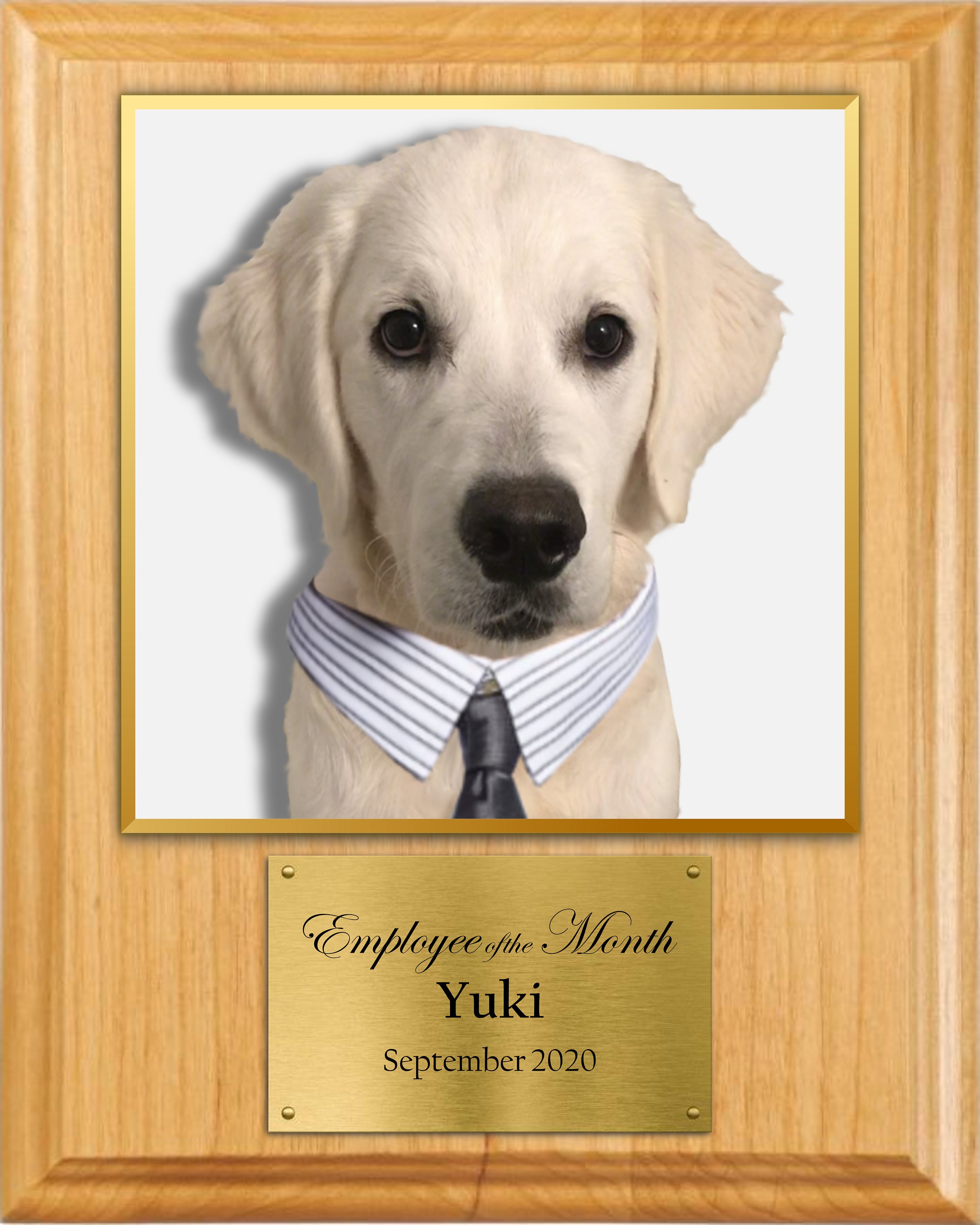 Funny Pet Employee of the Month Portrait Pet Photoshopped | Etsy Australia