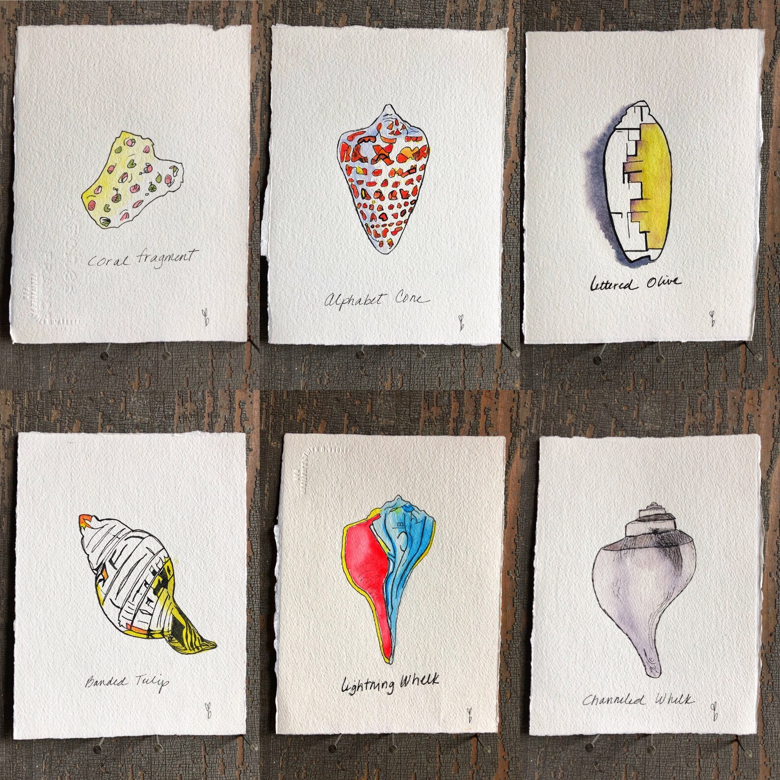 Original Watercolor and Ink Seashell Painting : Lettered Olive - Etsy