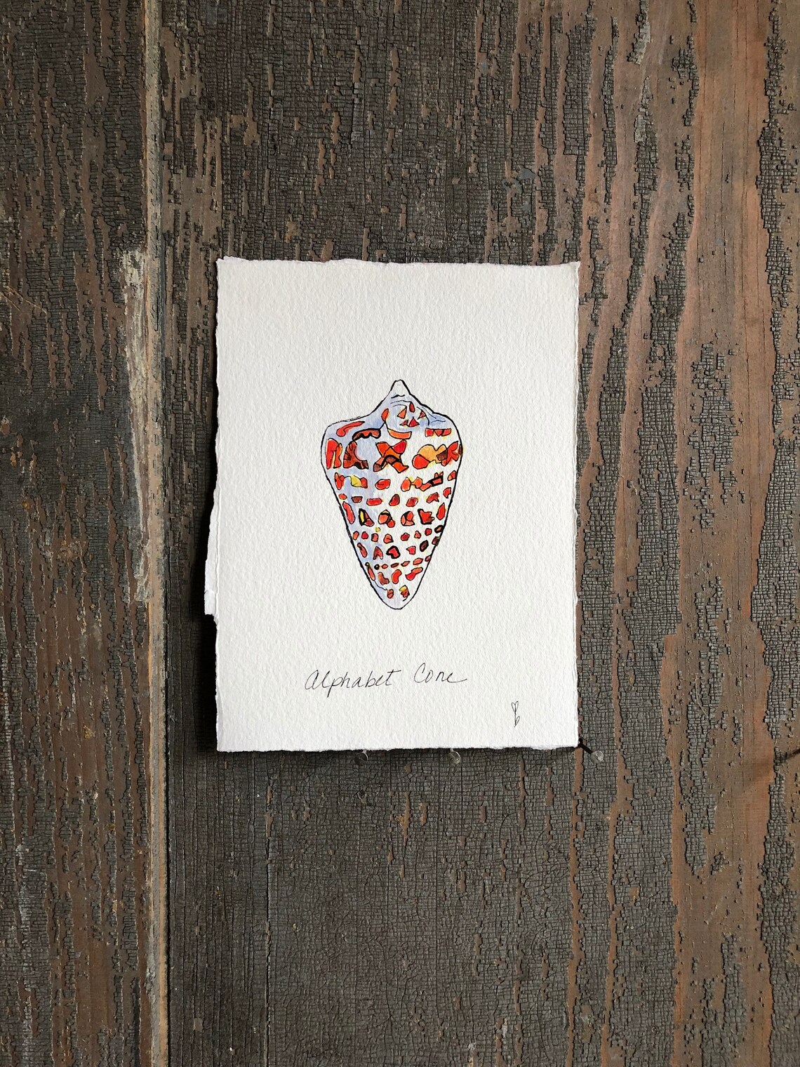 Original Watercolor and Ink Seashell Painting : Lettered Olive - Etsy
