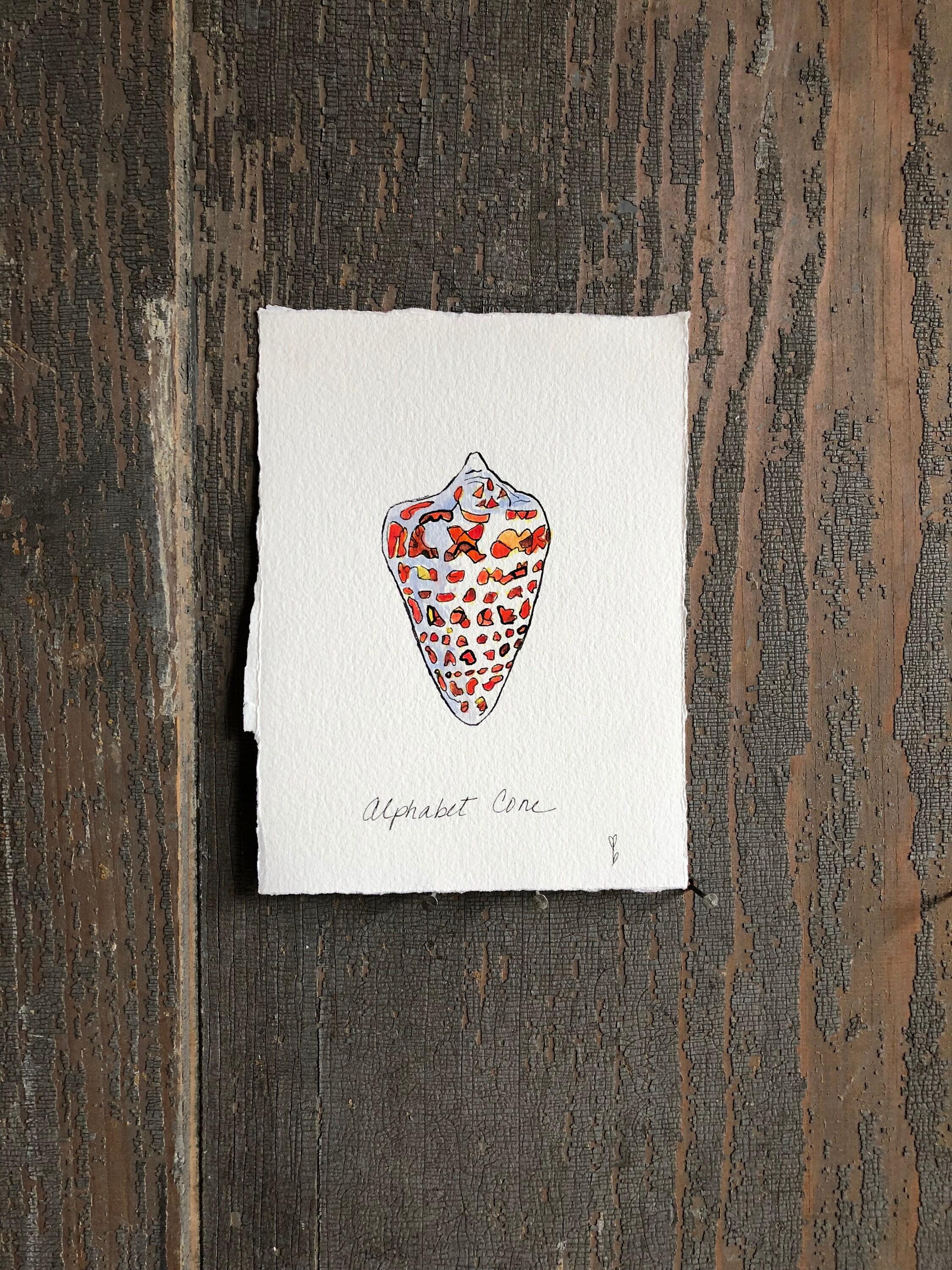Original Watercolor and Ink Seashell Painting : Lettered Olive - Etsy