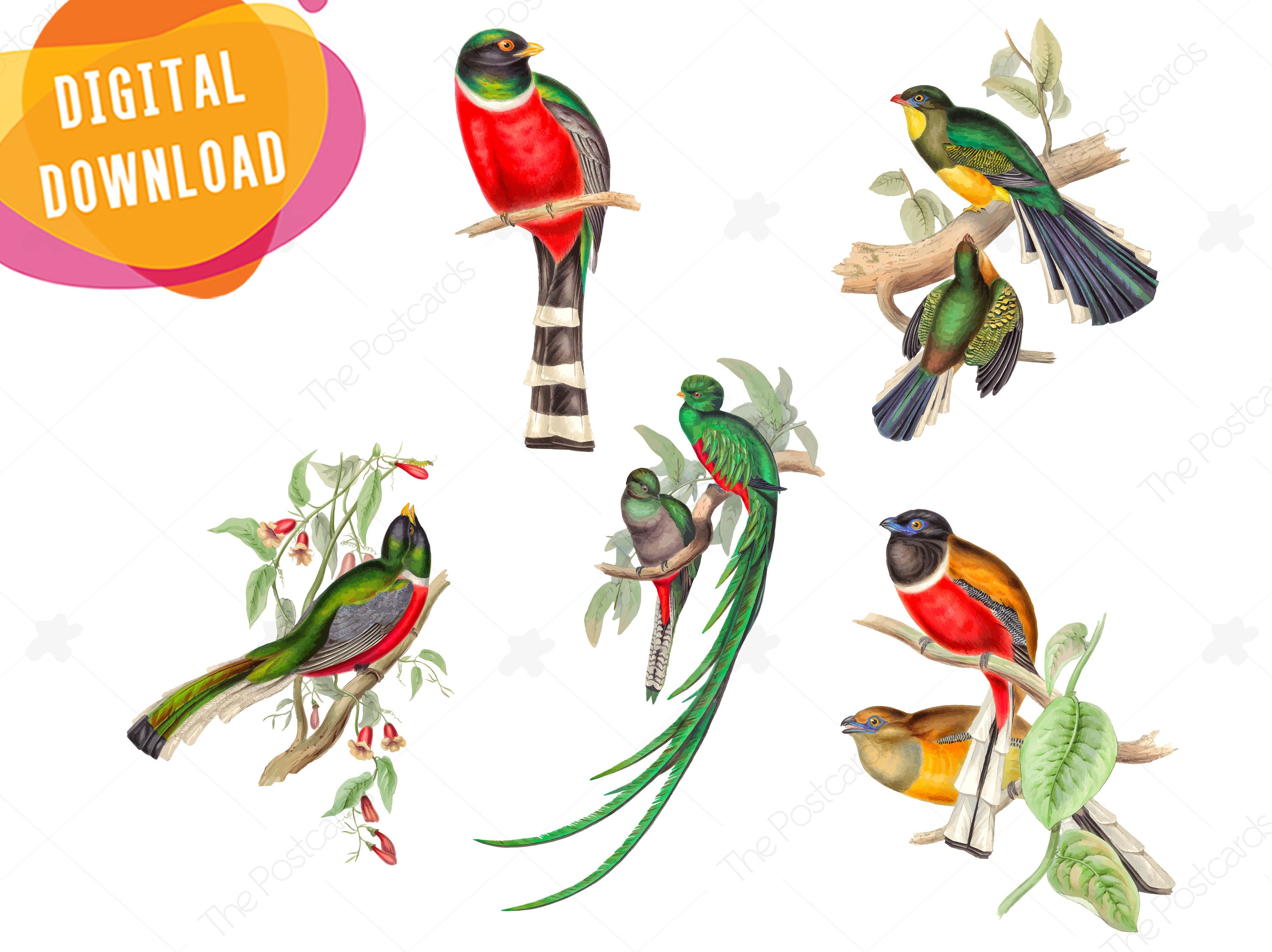 Birds Clipart Zoo Set Digital INSTANT DOWNLOAD Bird Decorations Clipart ...
