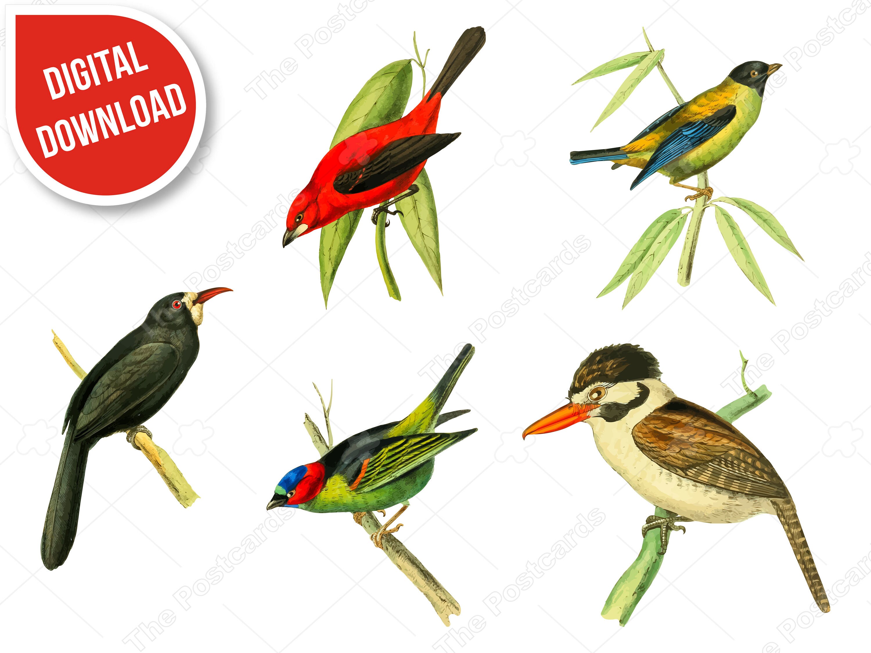 Bird Clipart Set Transparent Background INSTANT DOWNLOAD Image Colorful ...