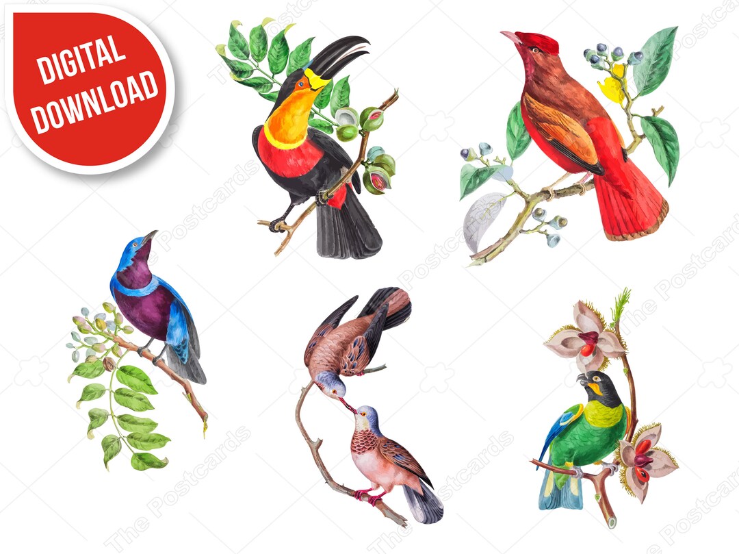 Brasilian Bird Clip Art DIGITAL DOWNLOAD Spring Colorful Birds Image ...