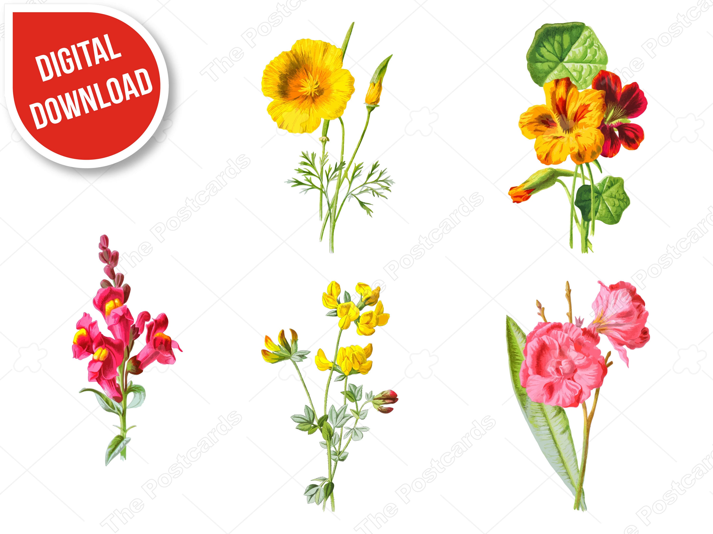 Floral Clip Art Colorful Flower Clipart Set Floral Elements INSTANT ...