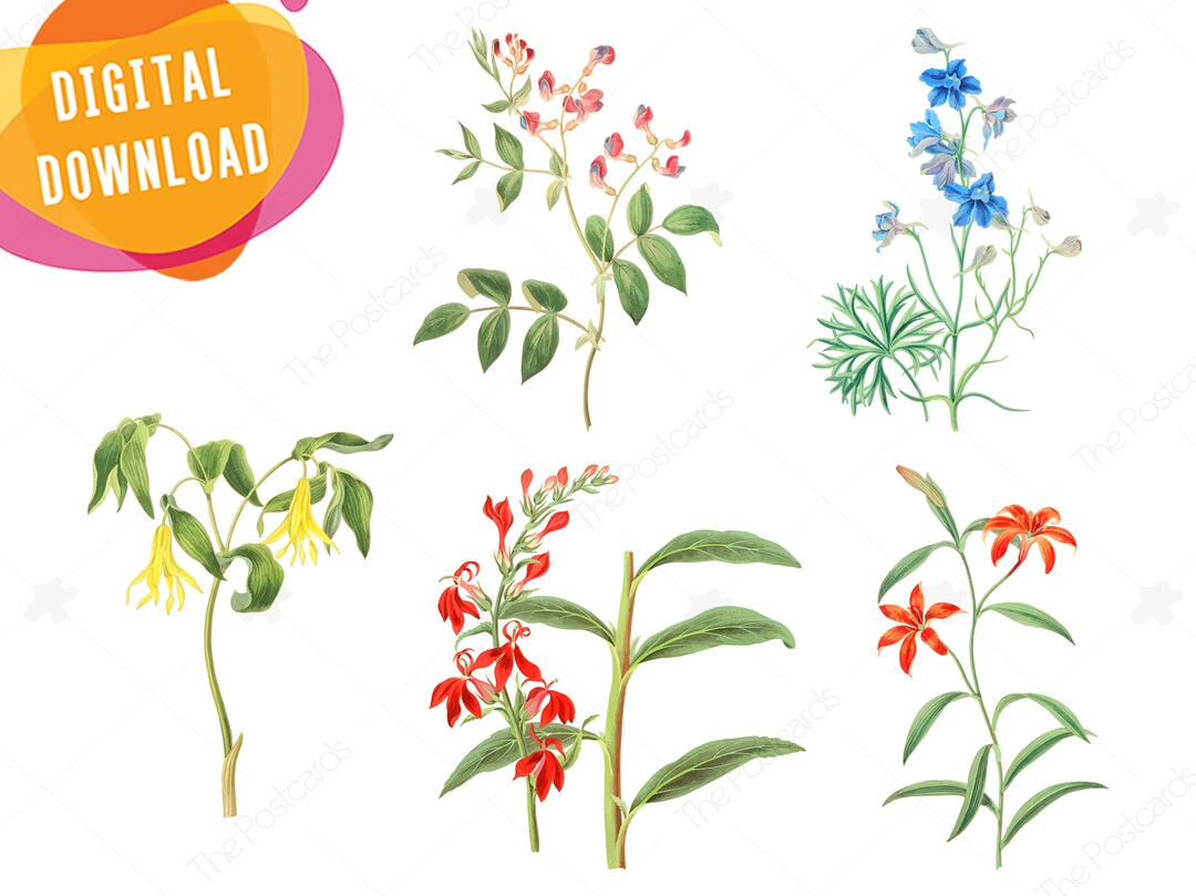 Floral Clipart Set Digital Flowers INSTANT DOWNLOAD Floral Decorations ...
