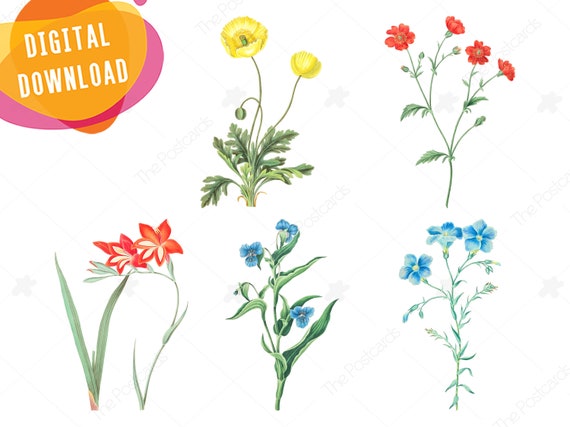 Flowers clip art set Digital floral image Botanical | Etsy