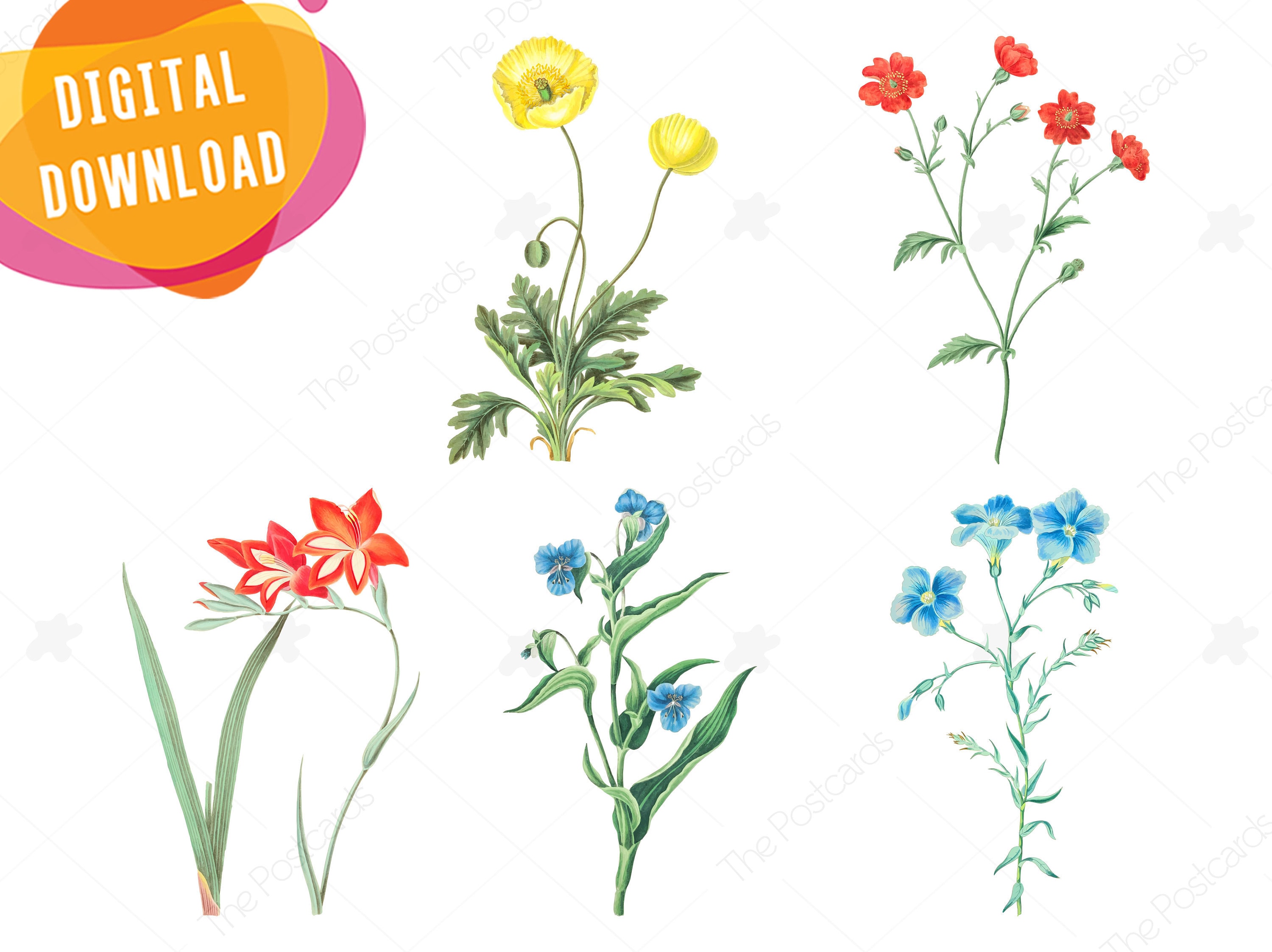 Printable Wall Art Flower Digital Illustration Postcard Flower Postcard ...