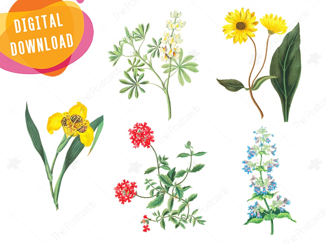 Digital Clip Art Floral Image Flowers Set - DIGITAL DOWNLOAD - Use for ...