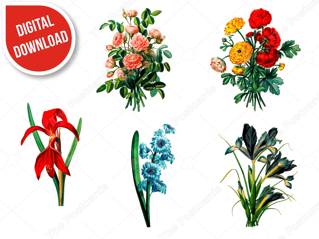 Flower Clip Art Set and Floral Design Elements Digital Download Image ...
