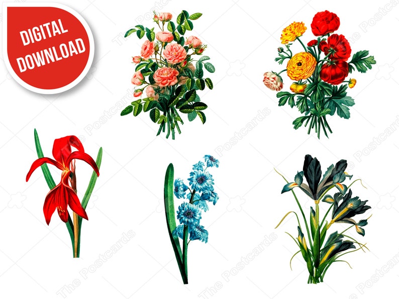 Flower Clip Art Set and Floral Design Elements Digital - Etsy