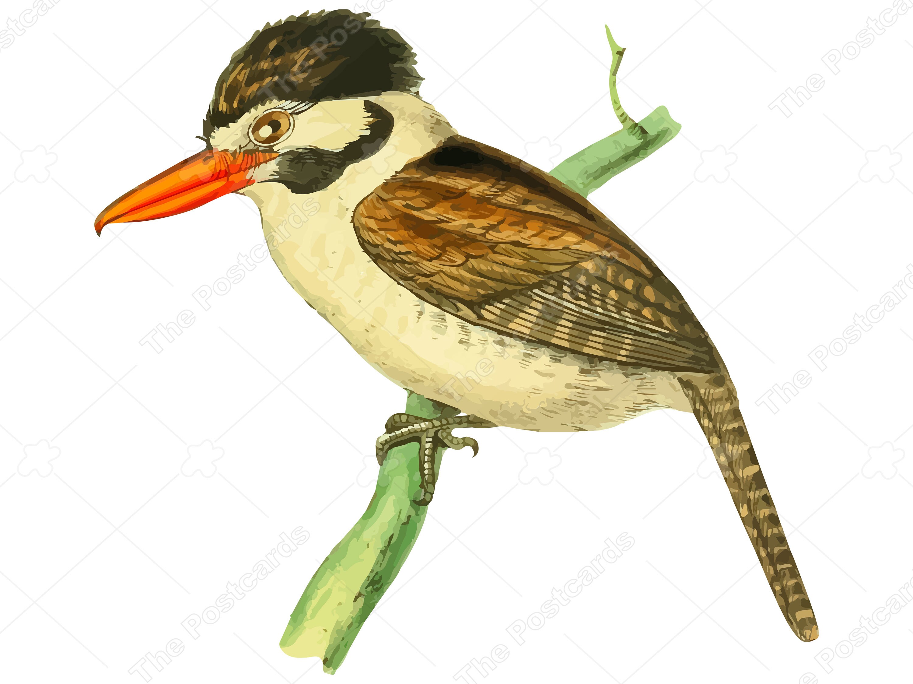 Bird Clipart Set Transparent Background INSTANT DOWNLOAD Image Colorful ...