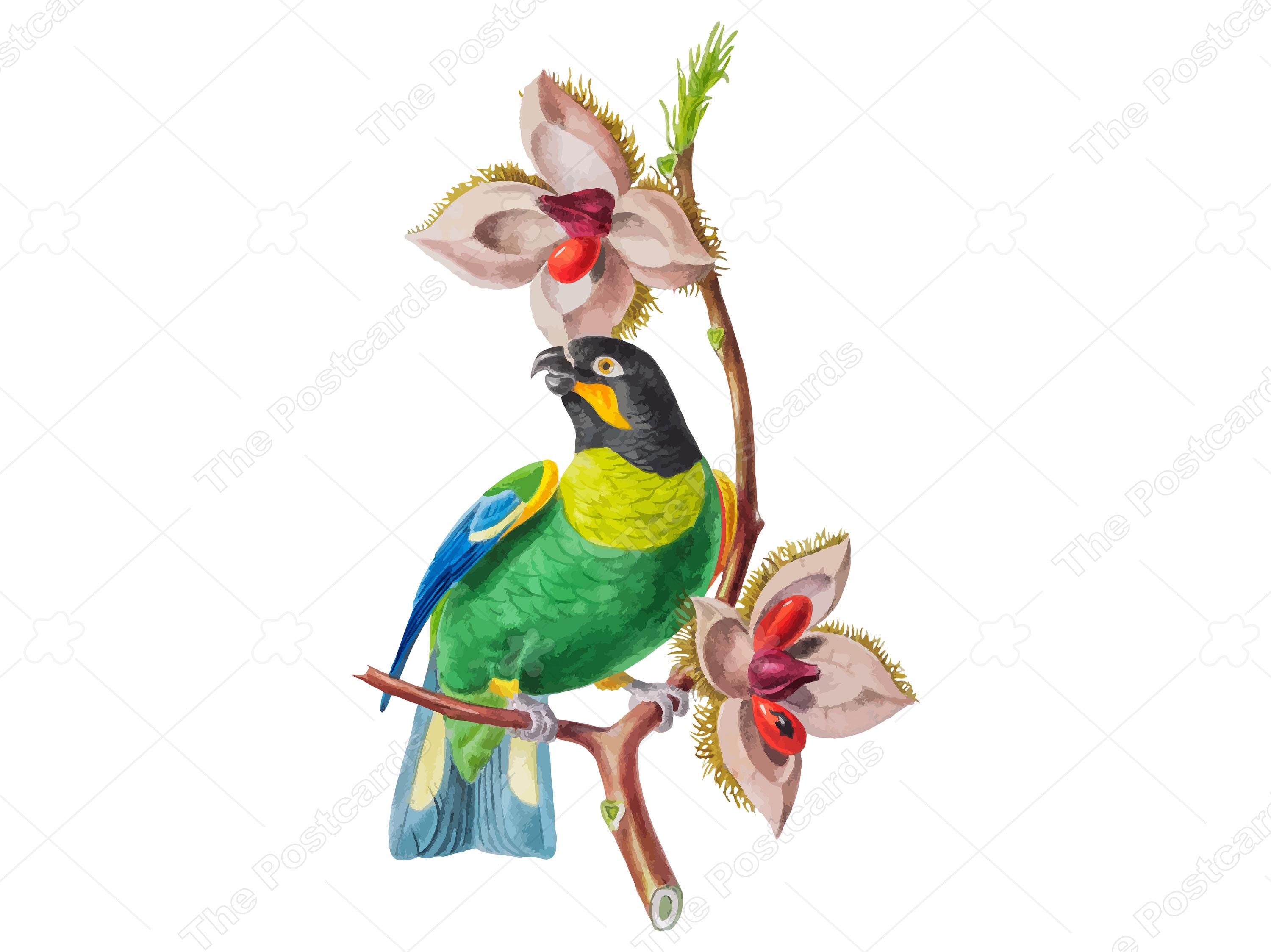 Brasilian Bird Clip Art DIGITAL DOWNLOAD Spring Colorful Birds Image ...