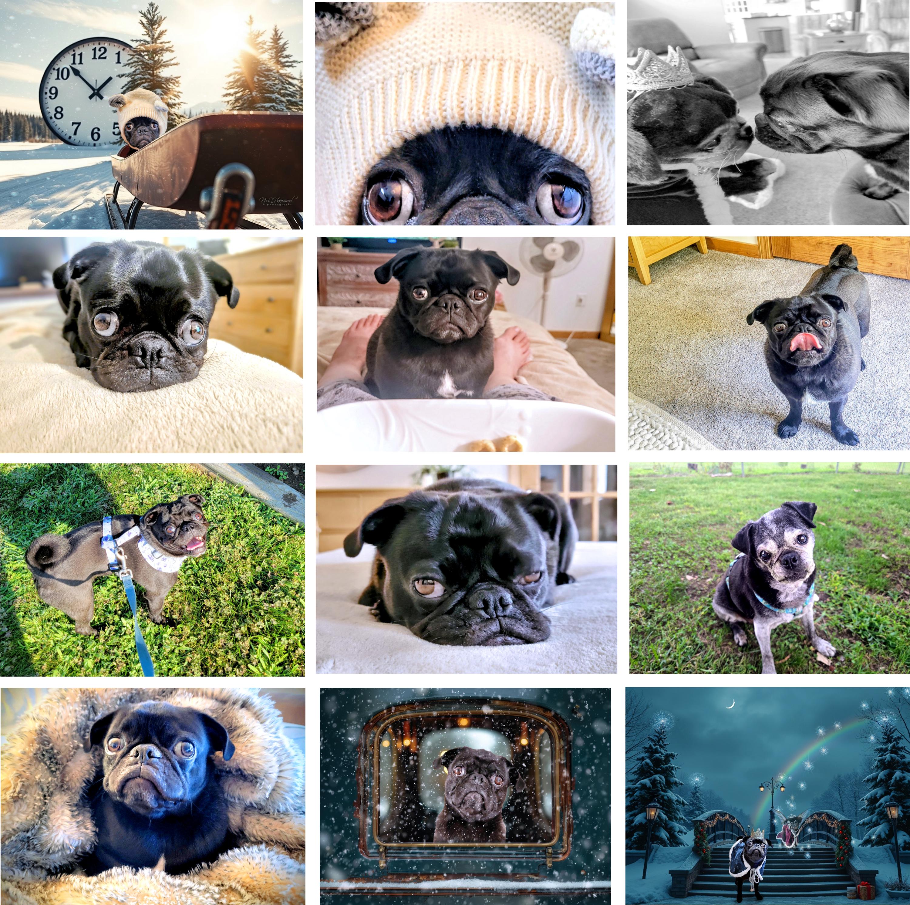 2026 Pug Wall Calendar Black Pug 12 Month Sir Walter Lady A Pugs 2026 ...