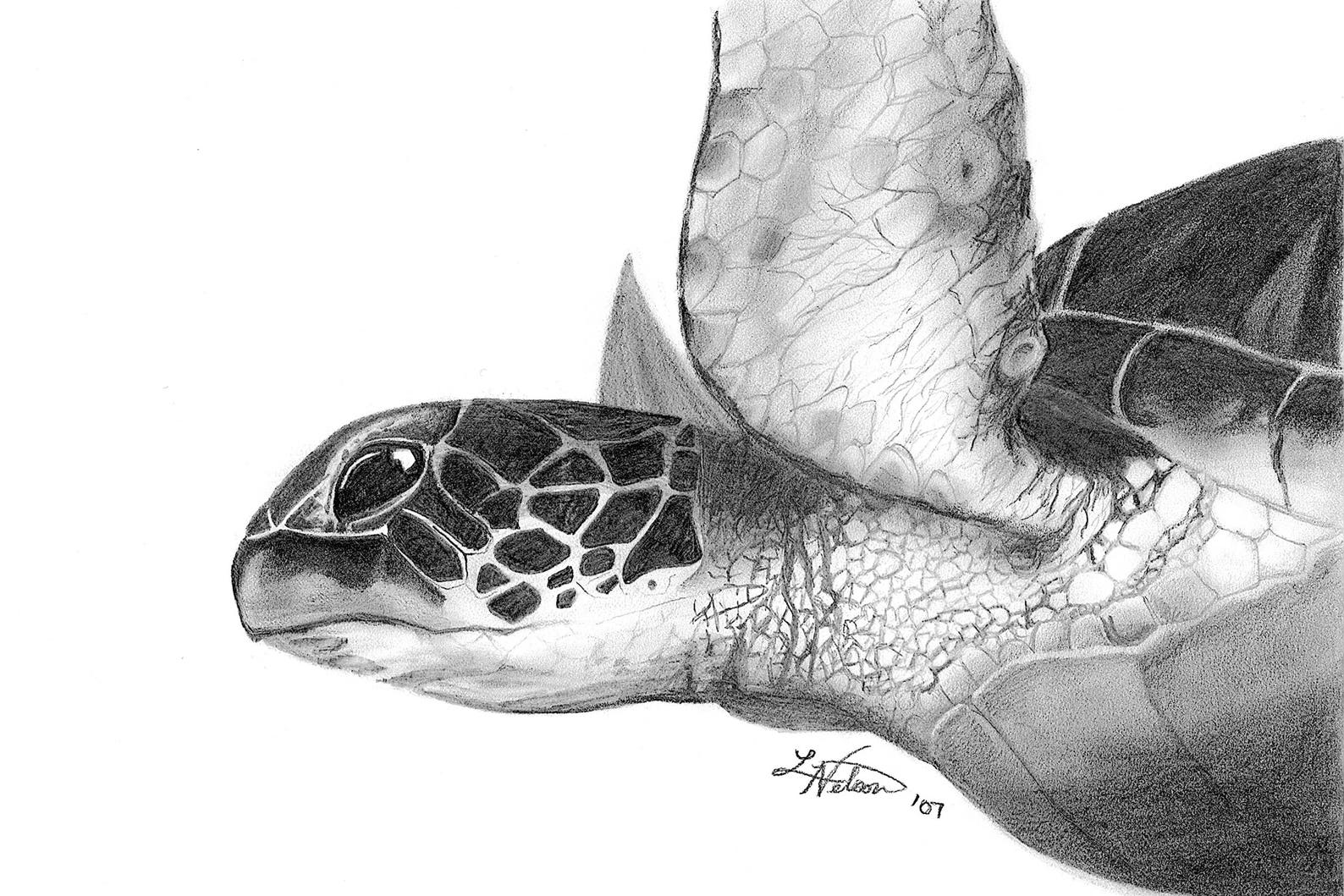 Brian's Turtle Fine art print graphite pencil drawing | Etsy
