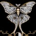 Luna Moth PRINT With Moon Phases, 11x14", Metallic Ink on Black Stock ...