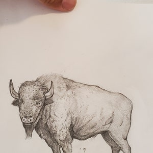 Bison Drawing on Paper, A Majestic Animal in Its Natural Habitat ...