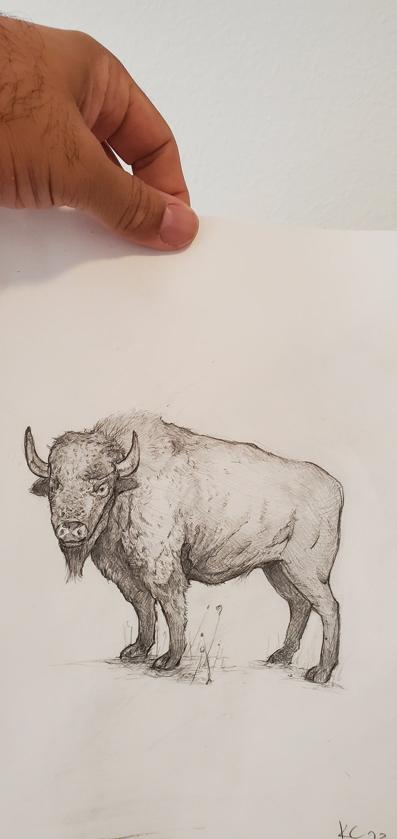 Bison Drawing on Paper, A Majestic Animal in Its Natural Habitat ...