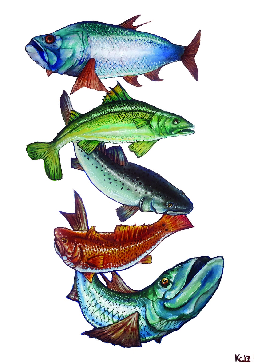 Various Fish, Digital Download, Artwork of Fish, Redfish Painting ...