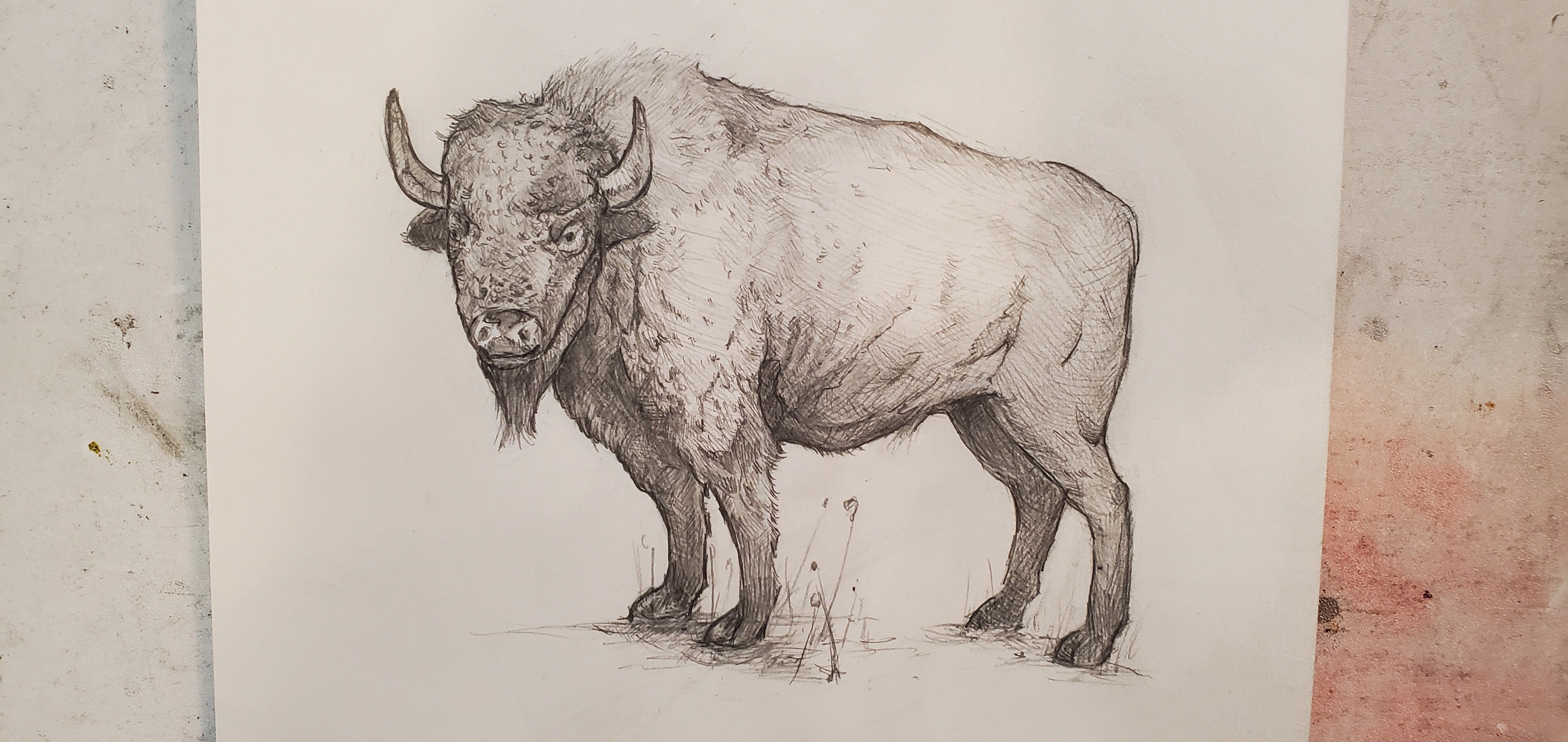 Bison Drawing on Paper, A Majestic Animal in Its Natural Habitat ...