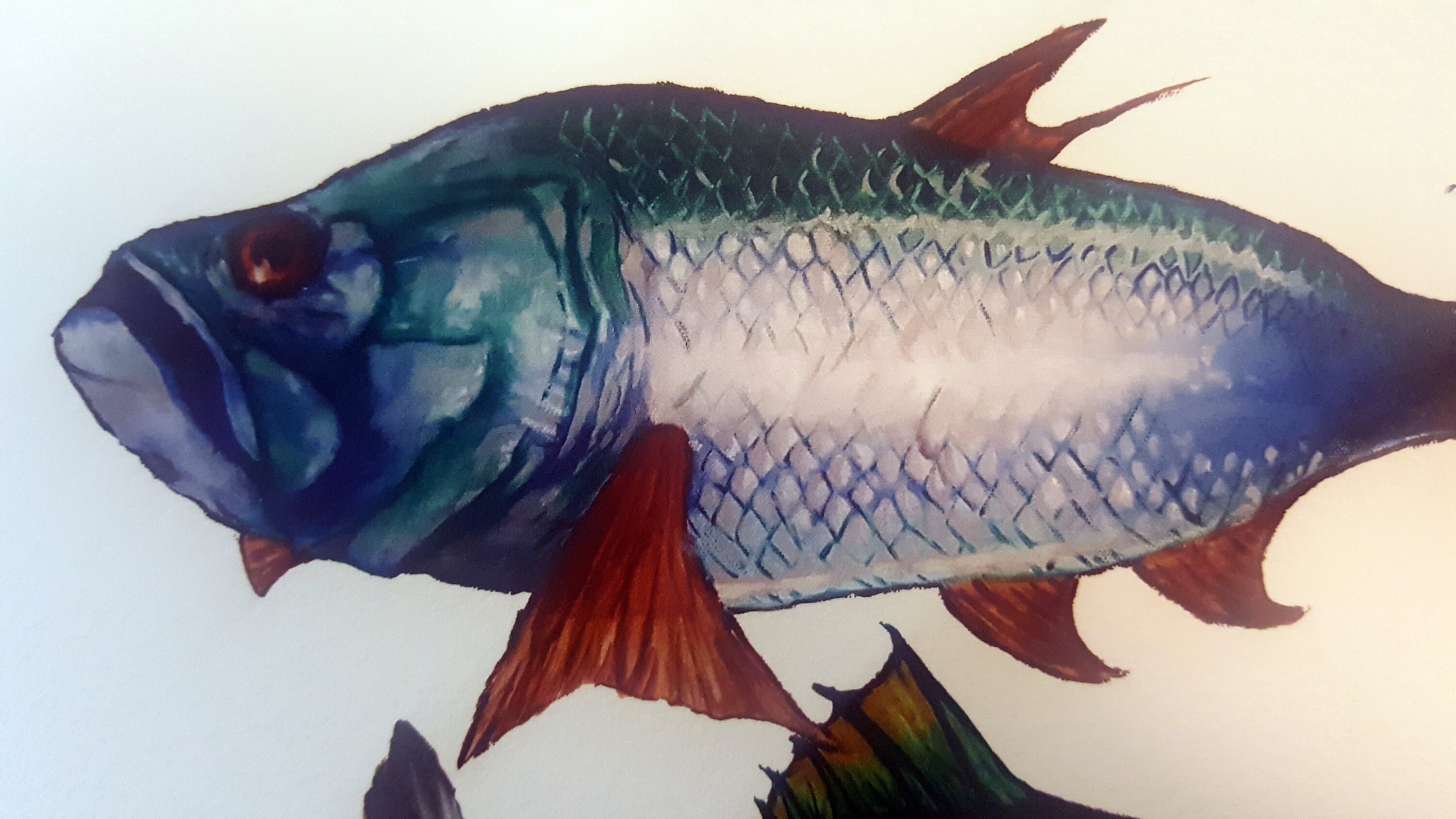 Various Fish, Digital Download, Artwork of Fish, Redfish Painting ...
