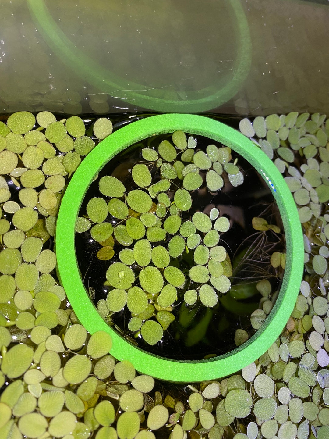 Water Spangles Aka Salvinia Minima Freshwater Aquarium Plants Top ...