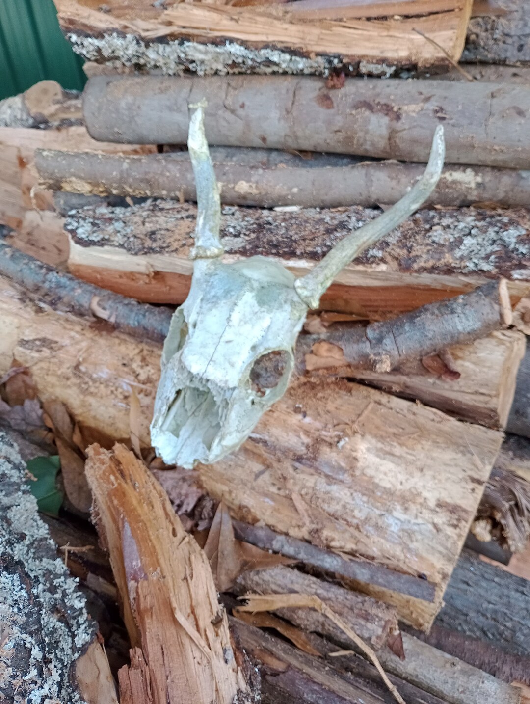 Unique Rodent Chewed White Tail Spike Buck Deer Skull - Etsy