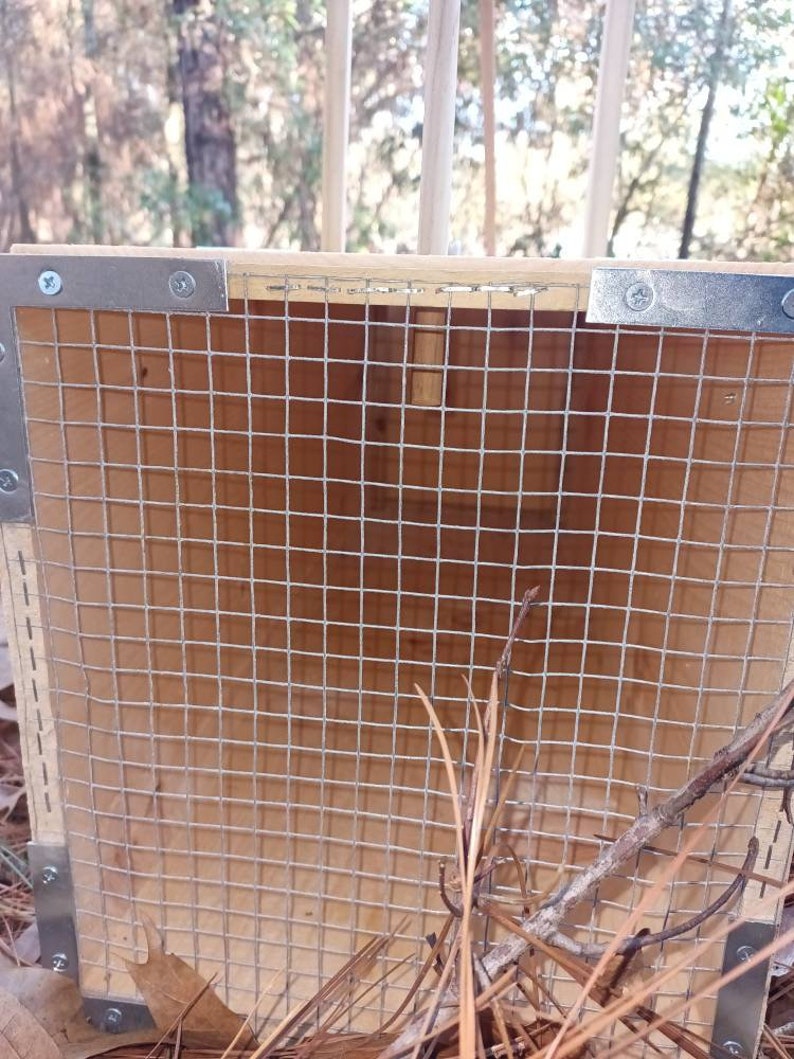 Brand New Sturdy Pine Wood Box Trap Great for Trapping Foxes, Cats ...
