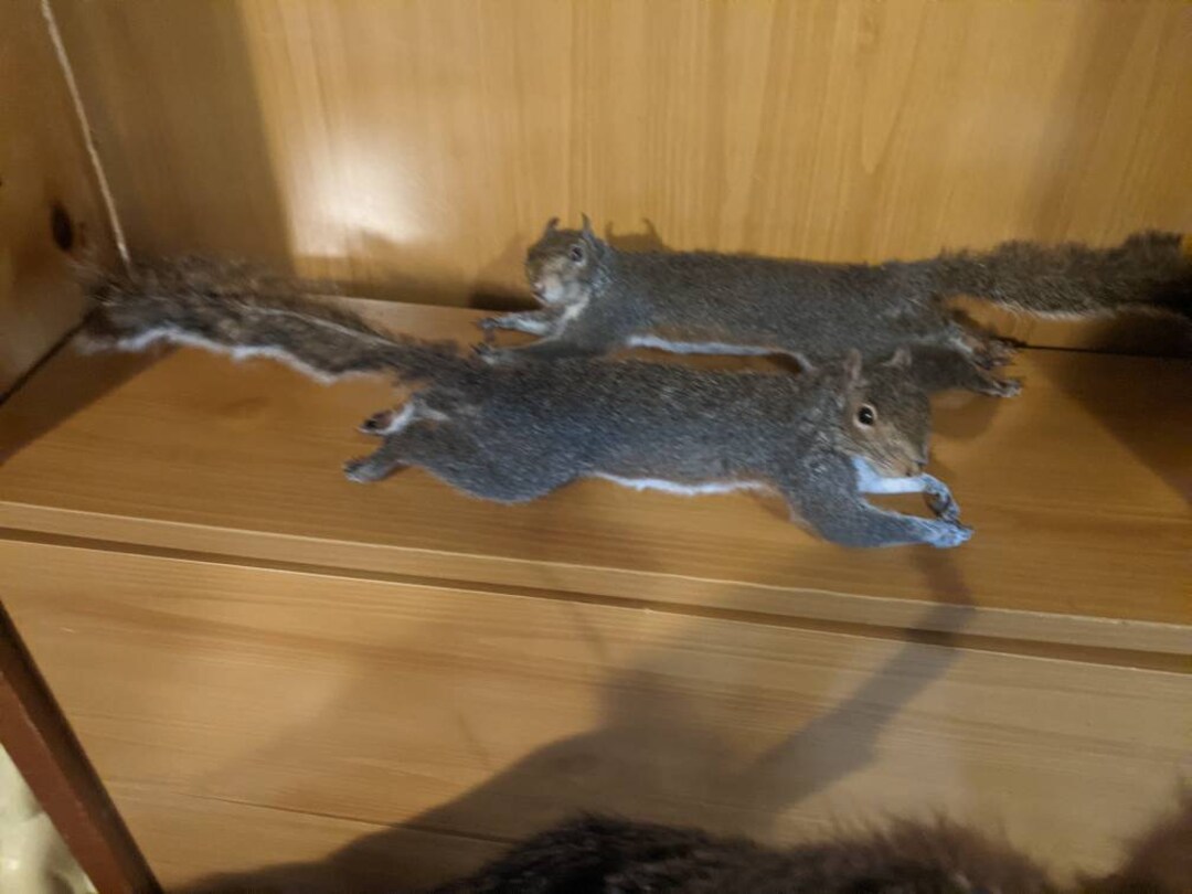 2 Squirrel Taxidermy Mounts - Etsy