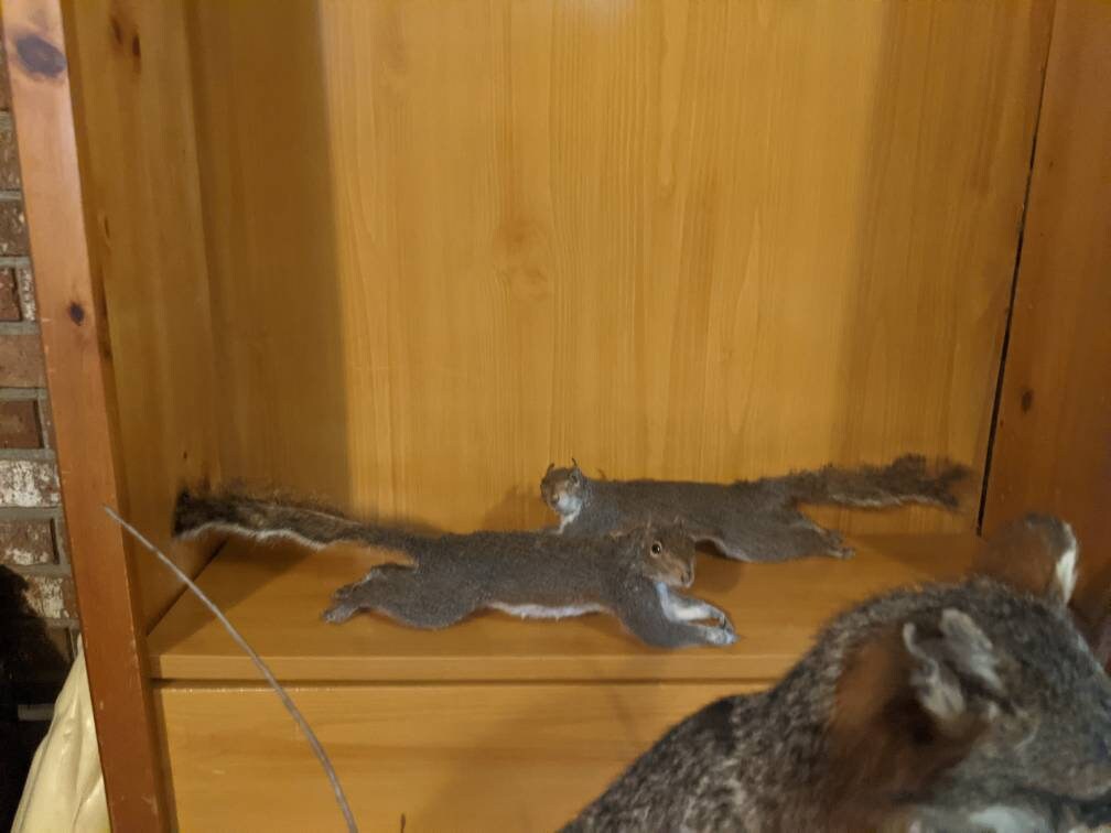 2 Squirrel Taxidermy Mounts - Etsy