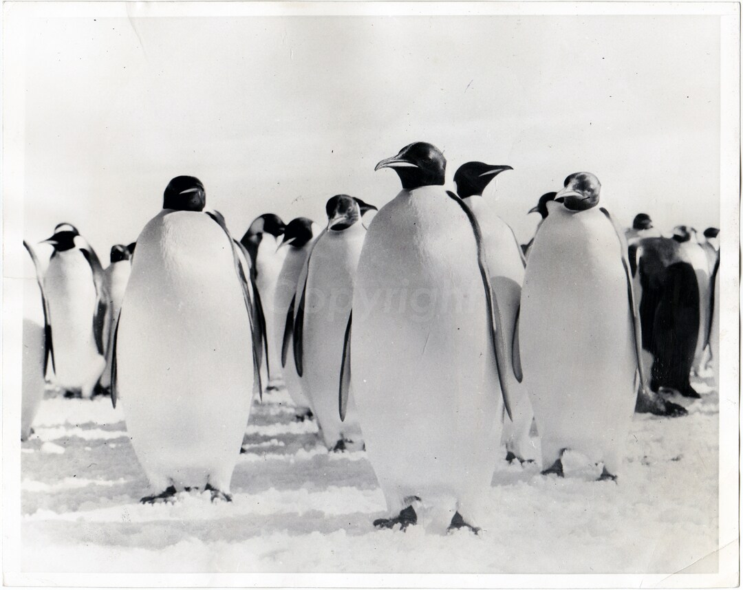 EMPEROR PENGUINS, Original Film Photo 1941, US Antarctic, Penguins - Etsy