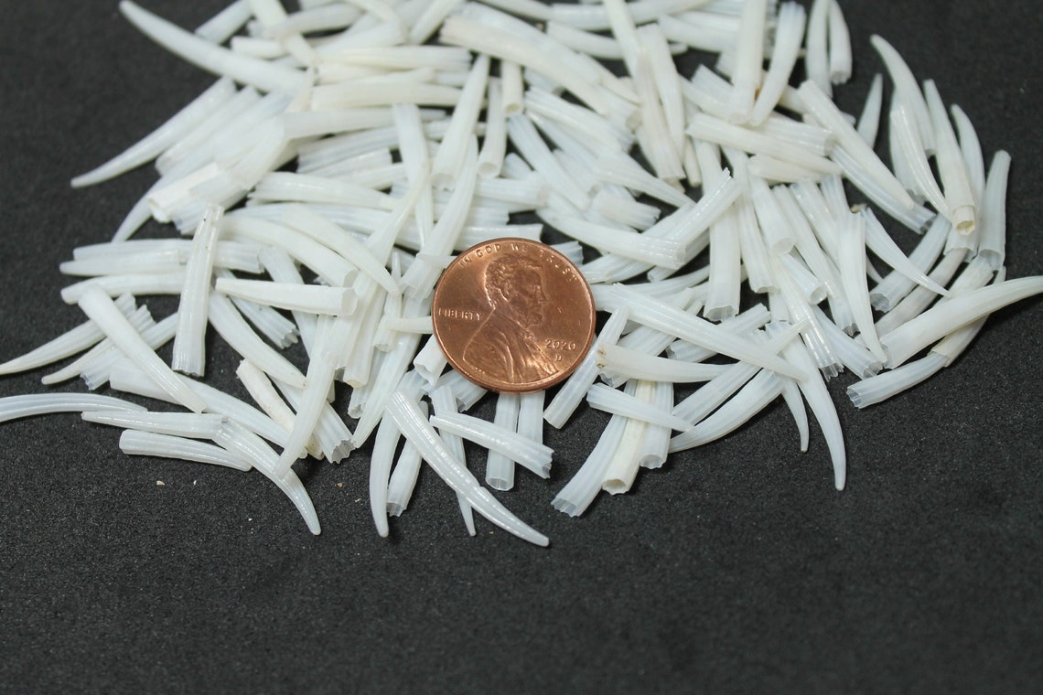 Washed and Unsorted Ridged Dentalium Shells .75-1 in - Etsy