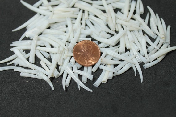 Dentalium Tusk Shell