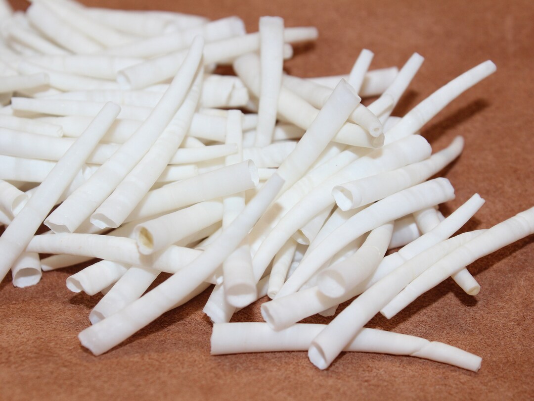 1.50-1.74 Inch Smooth Dentalium Shells, Hand Sorted and Culled, 100 ...